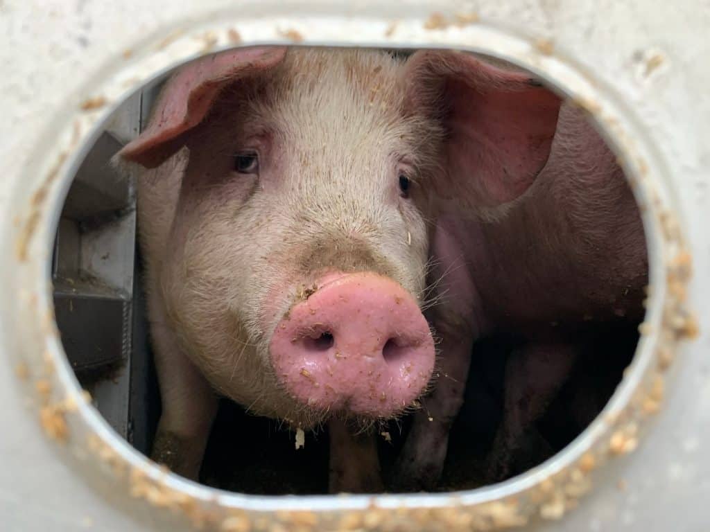 Toronto Pig Save weekly vigil for the Pigs | Animal Rights Toronto